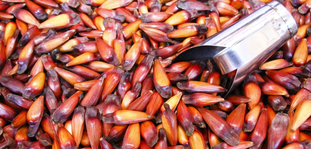 O que fazer com pinhão? - Bom Gourmet