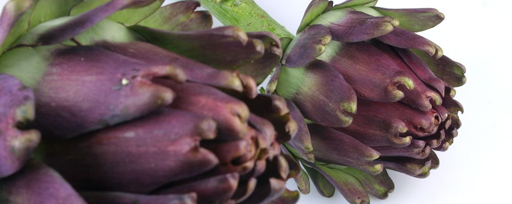 Como escolher e cozinhar alcachofra
