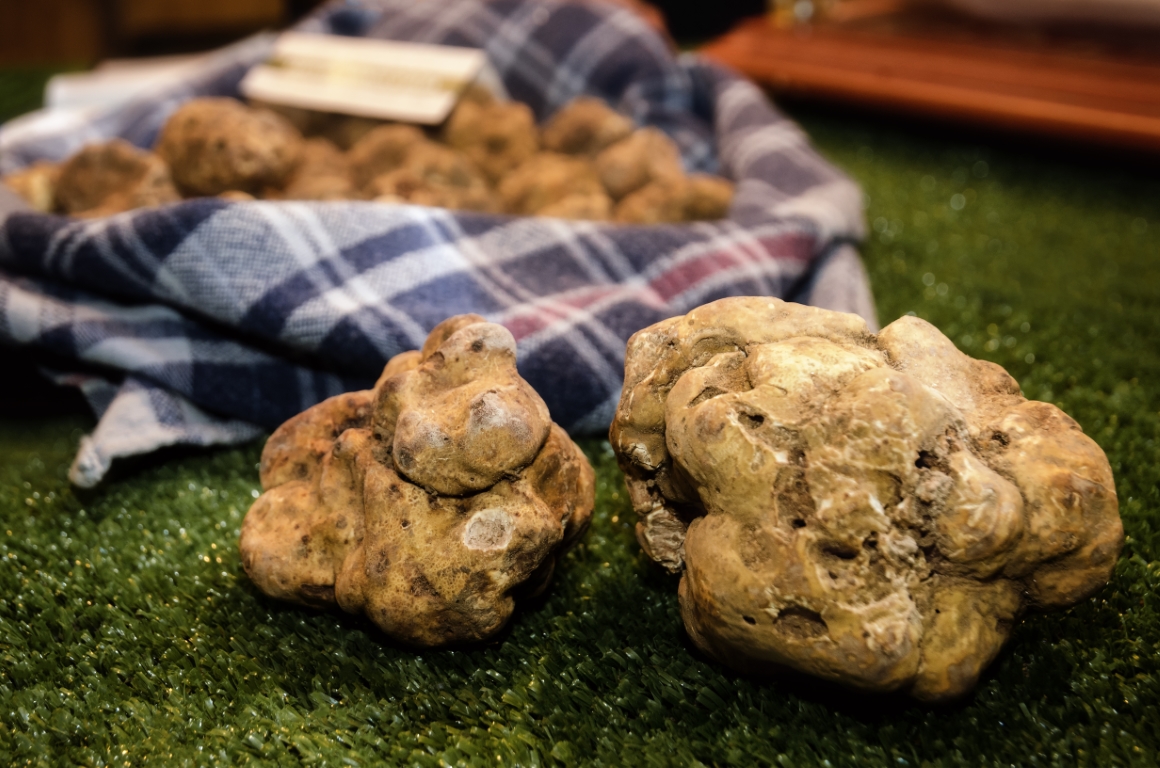 Conheça as trufas brancas do Piemonte, iguaria que está em alta